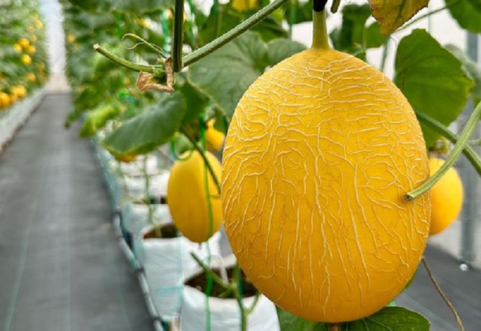 Menarik Banget! Wisata Kebun Petik Melon di Cisauk Tangerang, Ada 100 ...